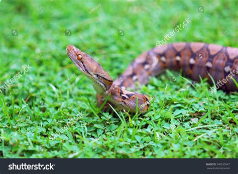 Reticulated Python Python Reticulatus Stock Photo 340525547 Shutterstock