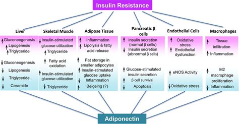 Summary Of Tissue Specific Functions Of Adiponectin Download Scientific Diagram
