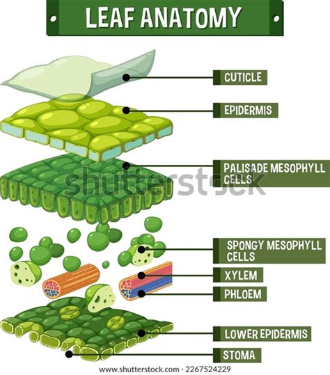 Internal Structure Leaf Diagram Illustration Stock Vector Royalty Free Shutterstock