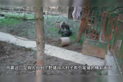 凶猛野猪闯入家猪地盘发生惨烈一幕镜头记录全过程