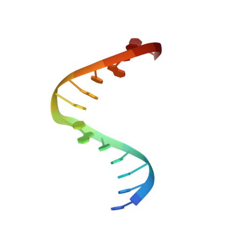 Rcsb Pdb 2rrr Dna Oligomer Containing Ethylene Cross Linked Cyclic 2 Deoxyuridylate Dimer