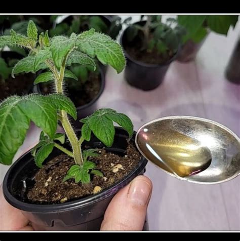 Сипвам по 1 супена лъжица и разсада от домати и чушки полудява силни и