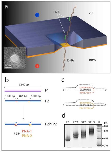 Nanopore Based Sequence Specific Detection Of Duplex Dna For Genomic Profiling Pmc