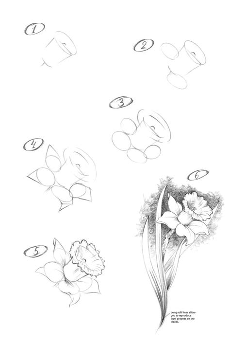 How To Draw Daffodils Step By Step Tutorial Flower Drawing Tutorials Flower Drawing Pencil