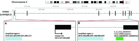 Visualisation Of The Genomic Positions Grch38 Of Bisulfite Download Scientific Diagram