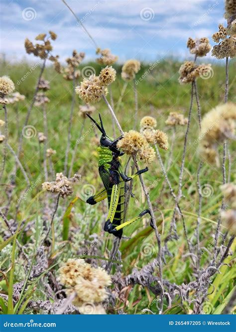 Vertical Shot Of A Large Green Black Grasshopper On A Dry Flower On A