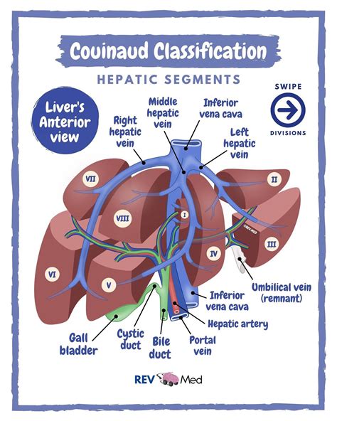 Liver Anatomy Segments