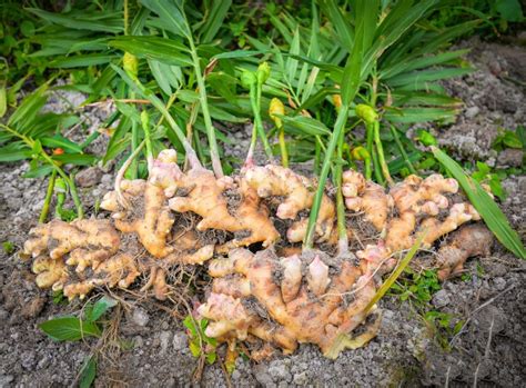 This Is How To Harvest Ginger Without Bruising Or Damaging The Plant Horticulture Magazine