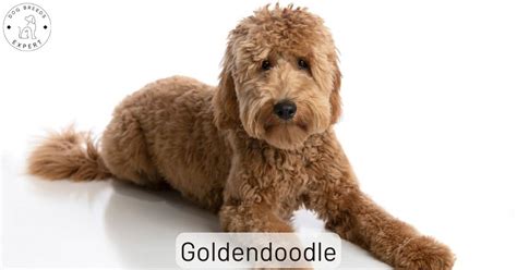 Goldendoodle Dog Breed Facts Images And Temperament