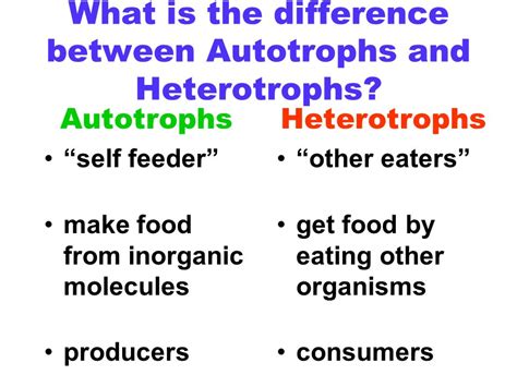 Distinguish Between Autotrophs And Heterotrophs