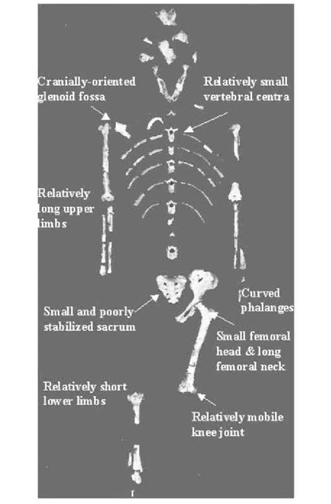The Skeleton Of One Individual Of Australopithecus Afarensis Members Download Scientific
