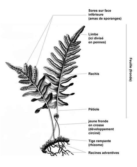 Monilophytes Caractéristiques Monilophytes Diversité Et
