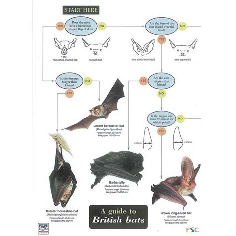 Bats In The Food At Mildred Fulcher Blog