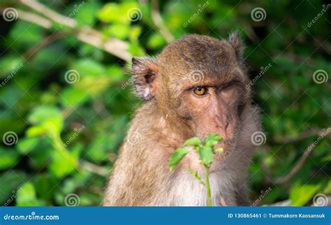 The Behavior Of Monkeys Every Day Varies Stock Image Image Of Bamboo