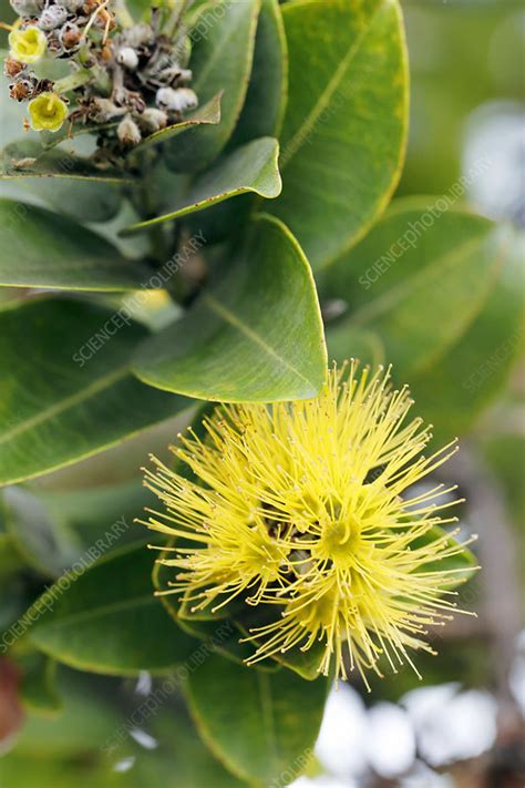 Metrosideros Polymorpha Tree In Flower Stock Image C022 2602 Science Photo Library