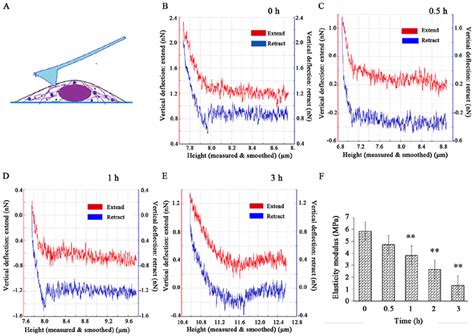 Nanoindentation Experiment On Hela Cells And Analysis Of Results Download Scientific Diagram