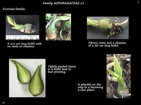 Furcraea Foetida Botany Brisbane