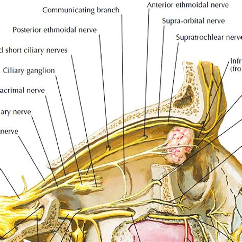 Netter Cranial Nerve Anatomy