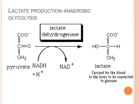 Lactic Acidosis An Update