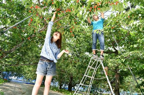Japankuru 코리아 계절별 일본에서 과일따기 체험 정보