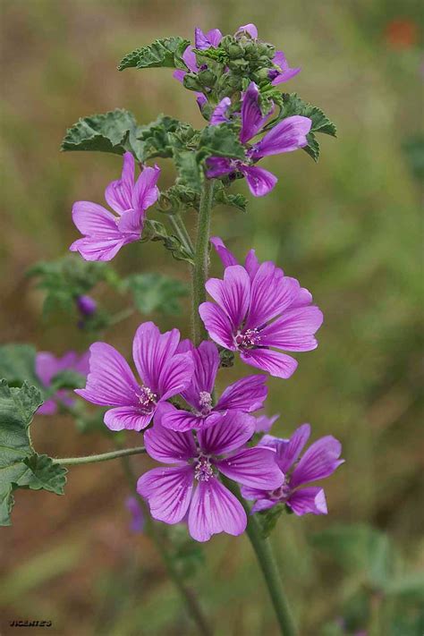 Las flores silvestres de Hormaza: Malva sylvestris