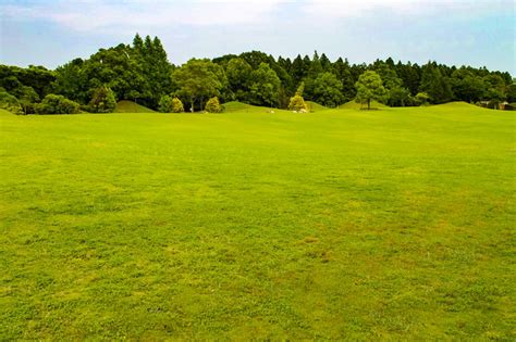 公園の芝生と雑草 無料画像・フリー写真素材｜activephotostyle