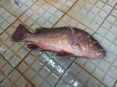 蒸紅鮋魚腩 飲飲食食 香港討論區 Discuss hk 香討香港 No 1