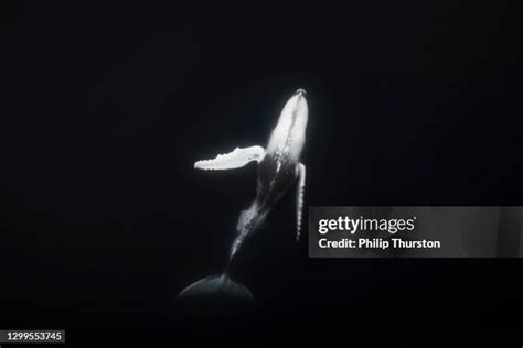 Black And White Whales Photos And Premium High Res Pictures Getty Images