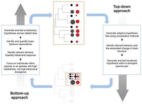 Integrating The Top Down And Bottom Up Approaches Download