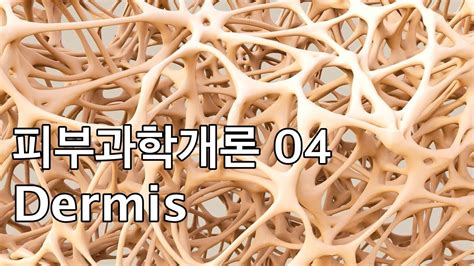 피부과학개론04 진피 구조와 콜라겐 생성 상처회복 비후성흉터 켈로이드 Youtube