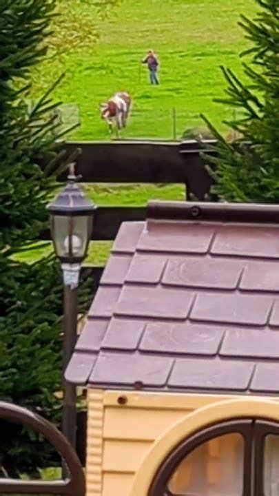 природа тваринка Youtube