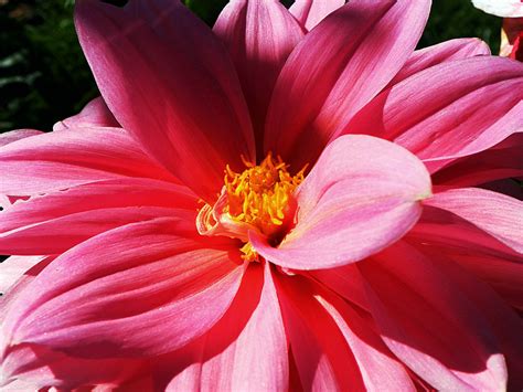 무료 이미지 자연 꽃잎 담홍색 플로라 꽃들 달리아 뉴타레아 플로어 Ggl1 매크로 사진 꽃 피는 식물 데이지 가족 연간 공장 육상 식물 정원