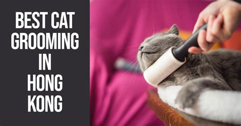 5 Best Cat Grooming In Hong Kong 2024