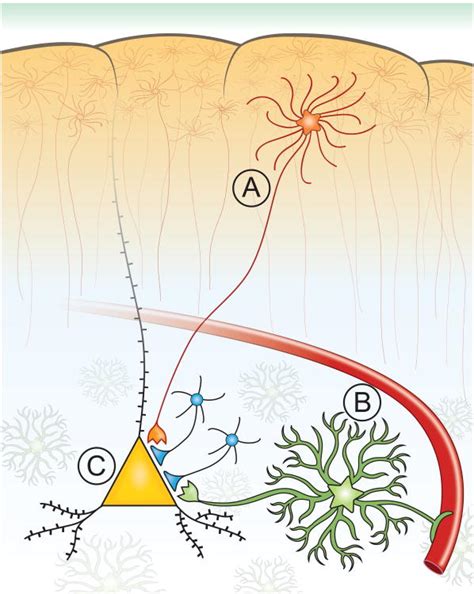 Human Astrocytes Are Distinct Contributors To The Complexity Of Synaptic Function Pmc