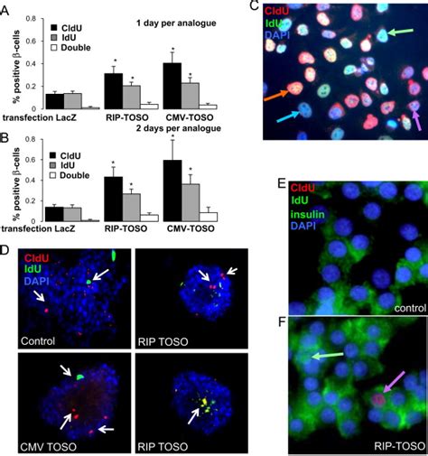 Toso Over Expression Induces Early Proliferation In β Cells Human Download Scientific Diagram