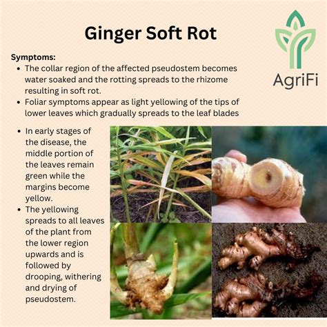 Agrifi Ginger Soft Rot Is Also Called Rhizome Rot Which
