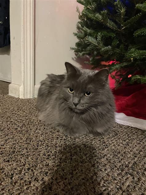 Floating Cat R Confusing Perspective