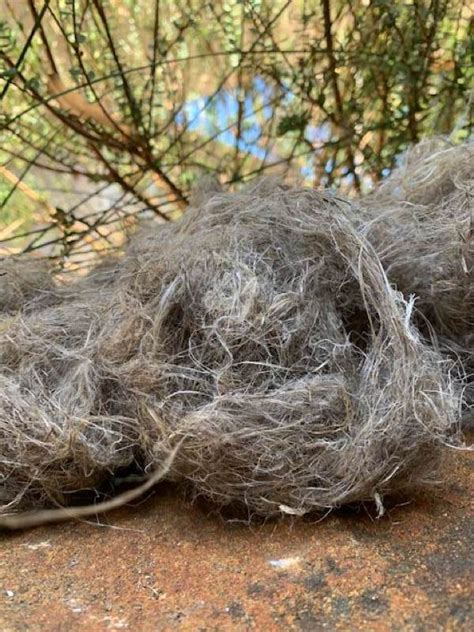 Hemp Products Margaret River Hemp Processing