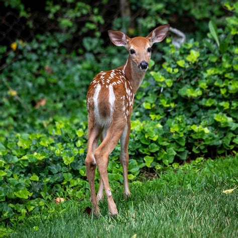 Deer Fawn Whitetail White Tailed Free Photo On Pixabay Pixabay