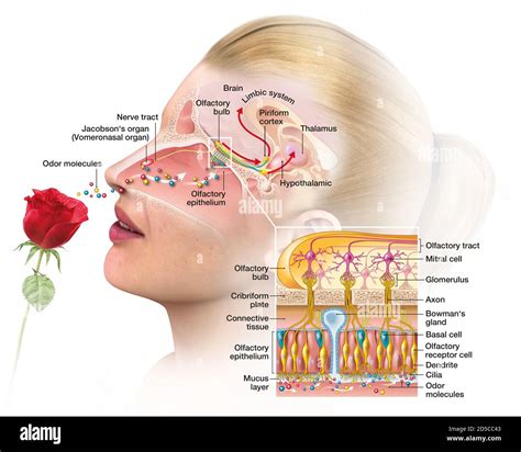 Woman With Rose The Sense Of Smell Detailed Illustration Of The Woman With Rose The Sense Of Smell Detailed Illustration Of The
