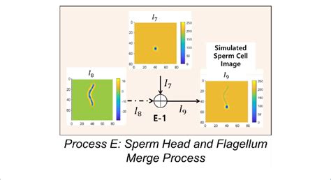 Diagram Of Sperm Head And Flagellum Image Merging Process Images I 7 Download Scientific
