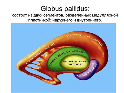 Globus Pallidus