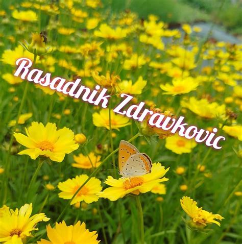 Rasadnik Zdravkovic Added A New Rasadnik Zdravkovic