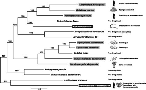 Maximum Likelihood Tree Generated With Raxml Showing The Relationship