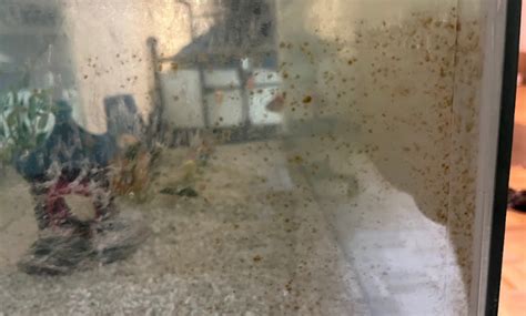 Algae In Turtle Tank Causes And How To Prevent TurtleHolic