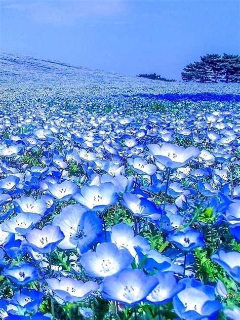 อรุณสวัส รูปภาพวิวธรรมชาติสวยๆ ดอกไม้ ทะเล สุดสวย น่าร้กๆ