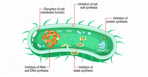 Narrow Spectrum Antibiotics Types And Uses 2025