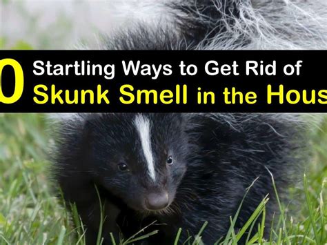 Mythbusters Skunk Smell Removal Recipe Bryont Blog