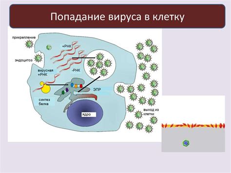Вирусы Занятие 33 презентация онлайн