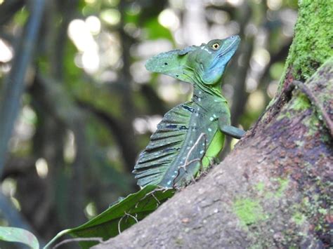 Premium Photo Close Up Of Grasshopper On Tree Premium Photo Close Up Of Grasshopper On Tree